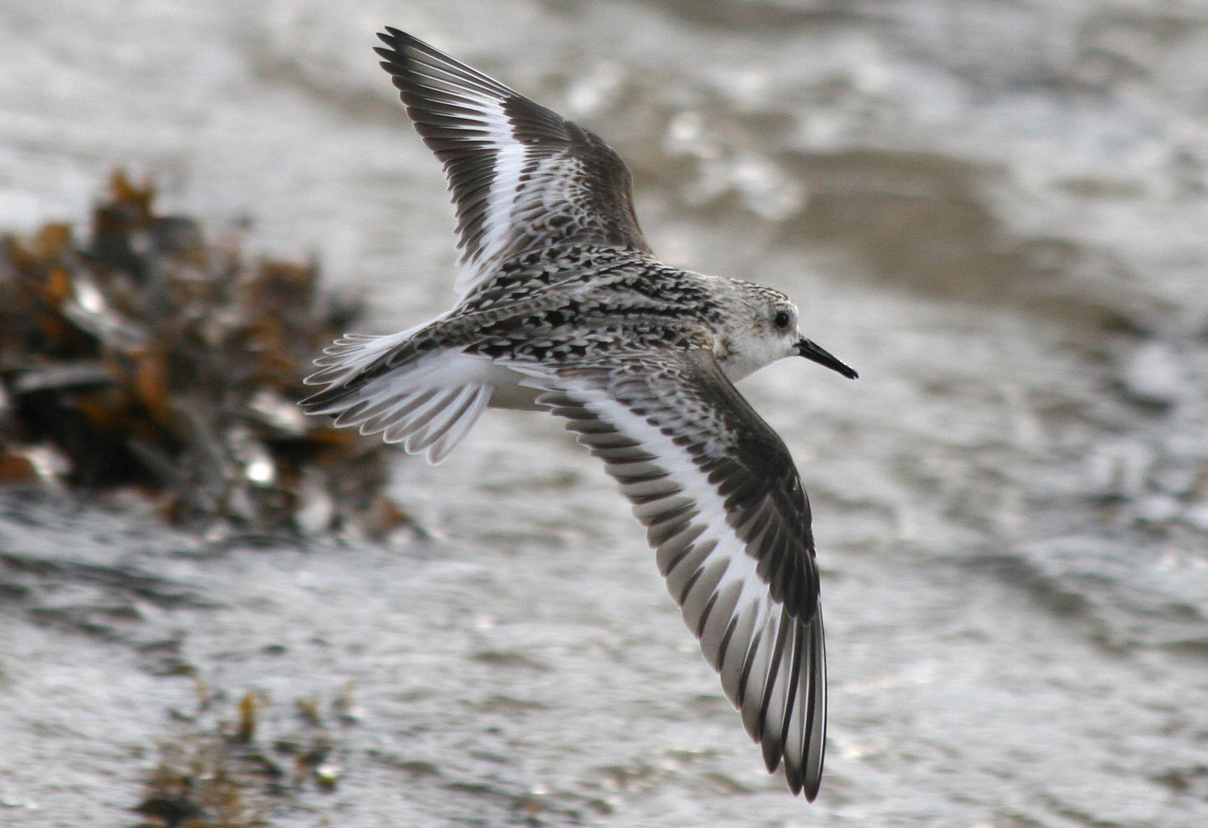 Sanderling, Calidris alba